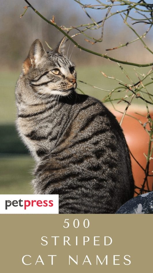 500 Striped Cat Names for Your Tabby Kitten
