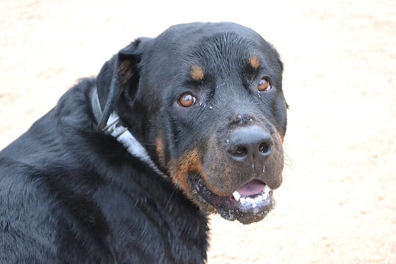 350 Strong Female Dog Names for Your Tough Puppy