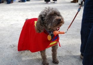 The 260 Greatest Superhero Dog Names For Your Brave Dog