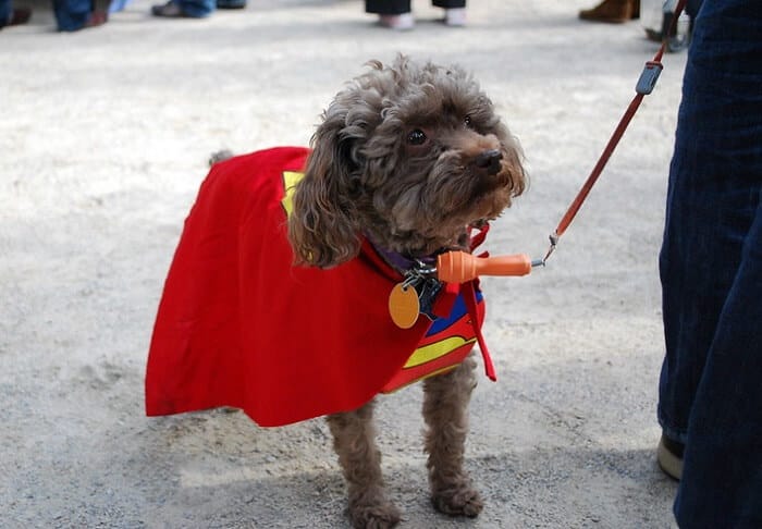 The 260 Greatest Superhero Dog Names For Your Brave Dog