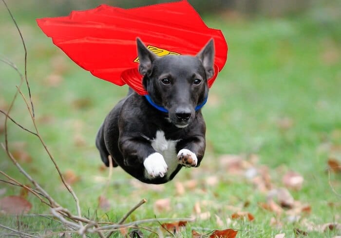 The 260 Greatest Superhero Dog Names For Your Brave Dog