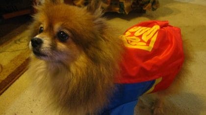 The 260 Greatest Superhero Dog Names For Your Brave Dog