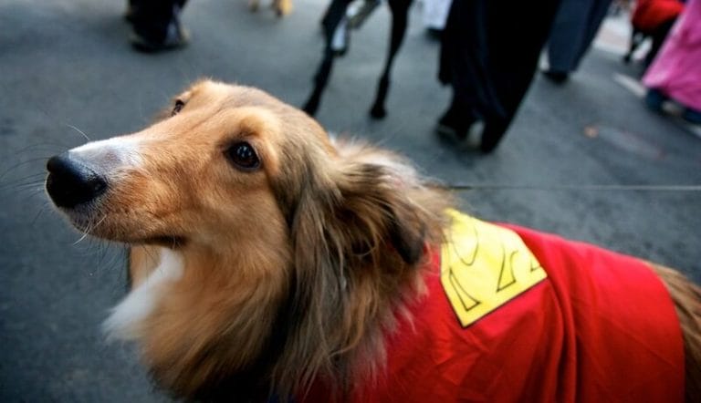 The 260 Greatest Superhero Dog Names For Your Brave Dog
