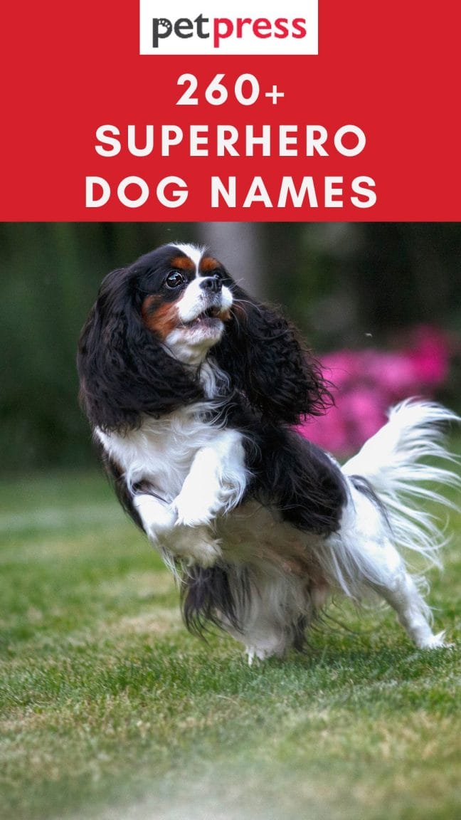The 260 Greatest Superhero Dog Names For Your Brave Dog