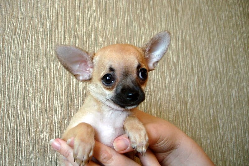 Small Dog Names - 420 Cute Names for Tiny Dogs - PetPress