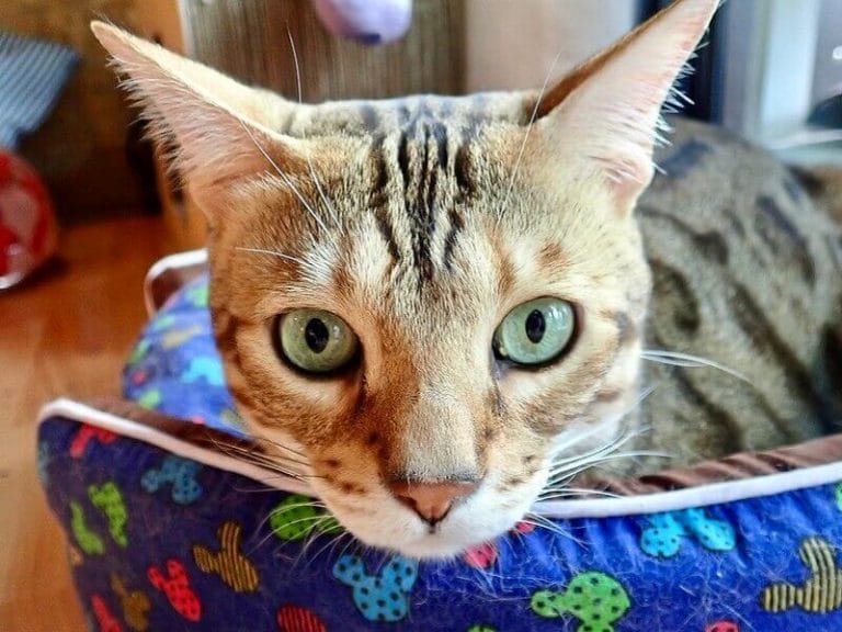 410 Tough Cat Names – Amazing Ideas for Fierce and Strong Cats