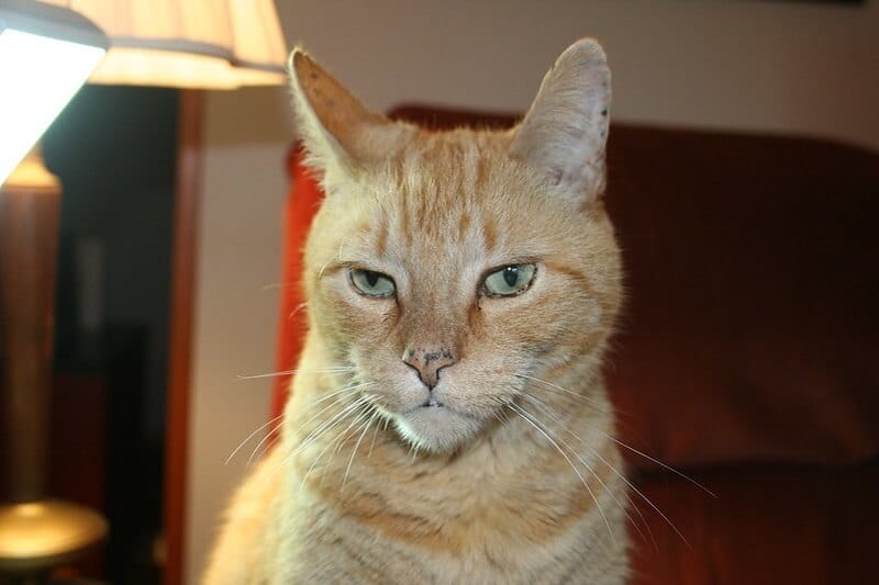 410 Tough Cat Names – Amazing Ideas for Fierce and Strong Cats