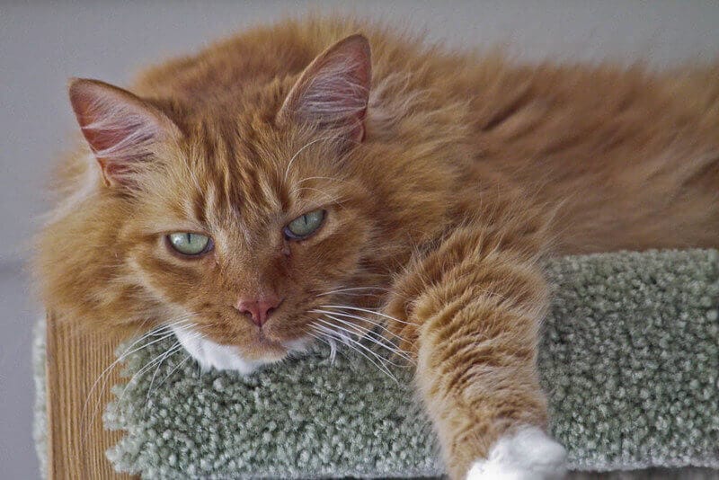 410 Tough Cat Names – Amazing Ideas for Fierce and Strong Cats