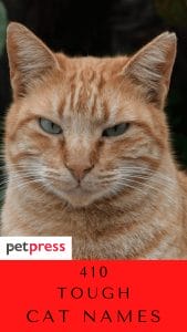 410 Tough Cat Names – Amazing Ideas for Fierce and Strong Cats