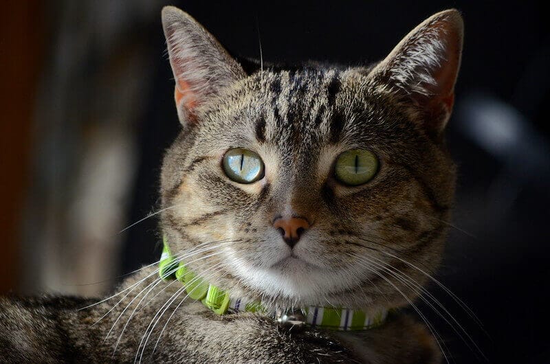 410 Tough Cat Names – Amazing Ideas for Fierce and Strong Cats