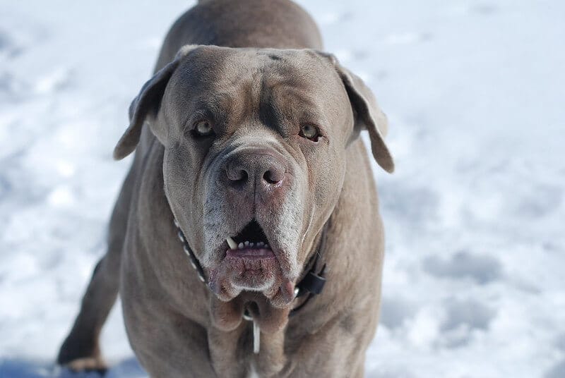 160 Best Names for Big Male Dogs - PetPress