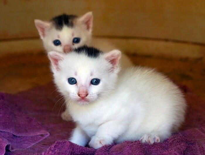 250+ Twin Cat Names for Sibling Duo Cats | PetPress