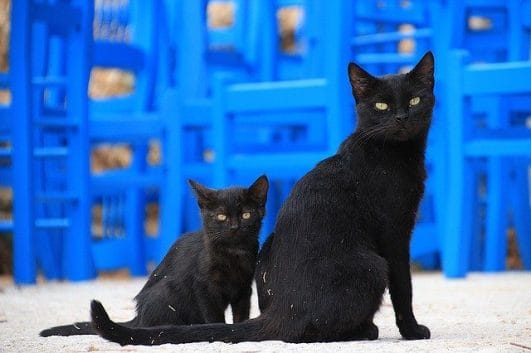 250+ Twin Cat Names for Sibling Duo Cats | PetPress