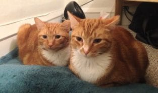 250+ Twin Cat Names for Sibling Duo Cats | PetPress