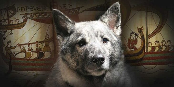 100 Viking Dog Names - Norse Mythology Names for Your Dog - PetPress