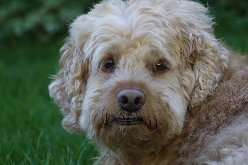 Top 200 Old Man Names for Dogs - PetPress