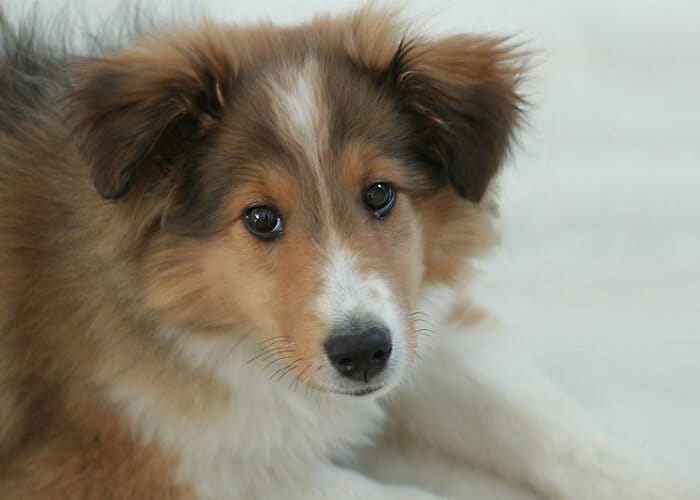 480 Old Fashioned Dog Names - Old School Dog Name Ideas - PetPress