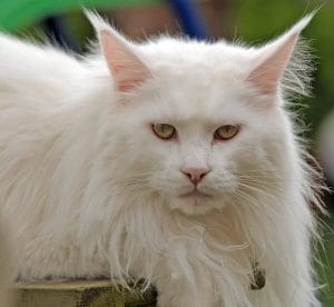 180 Fluffy Cat Names For Your Fluffy Kittens - PetPress