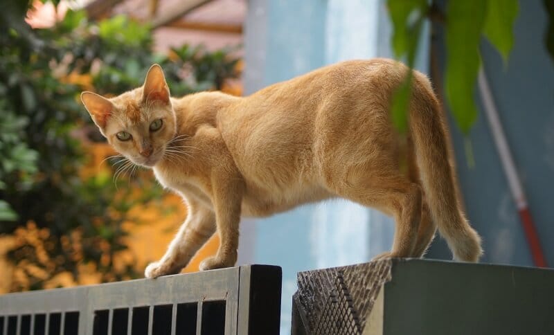 110+ Yellow Cat Names - Awesome Ideas for Naming Your Yellow Kitten