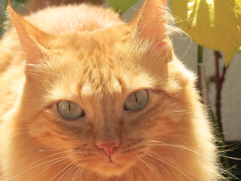 110+ Yellow Cat Names - Awesome Ideas for Naming Your Yellow Kitten