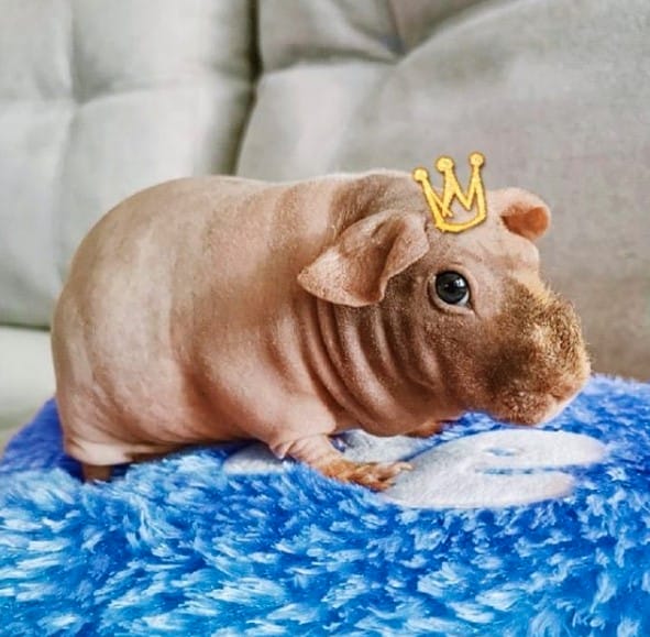 14 Guinea Pigs For Anyone Who's Having A Bad Day - Page 5 of 5 - PetPress