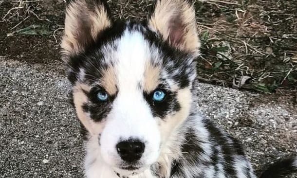 Siberian Husky Mixes: 20 Different Husky Crossbreeds (With Pictures ...