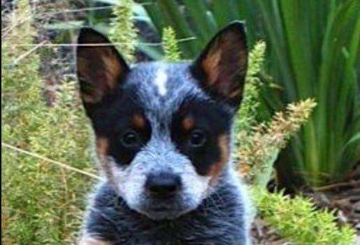 14 Things You Didn’t Know About The Australian Cattle Dog - PetPress