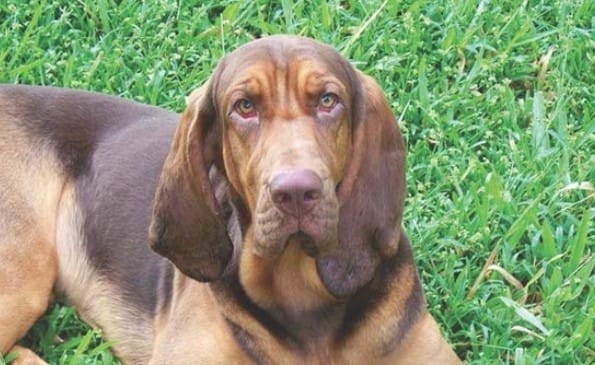 15 Books About Bloodhounds - PetPress