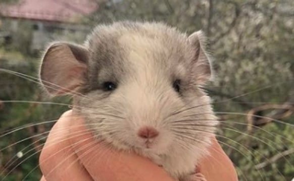 14 Chinchillas For Anyone Who's Having A Bad Day - PetPress