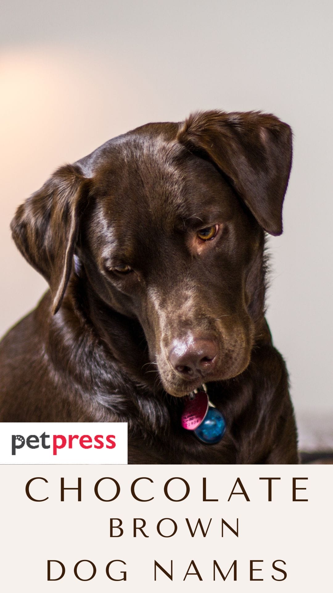 Top 120 Chocolate Brown Dog Names - PetPress