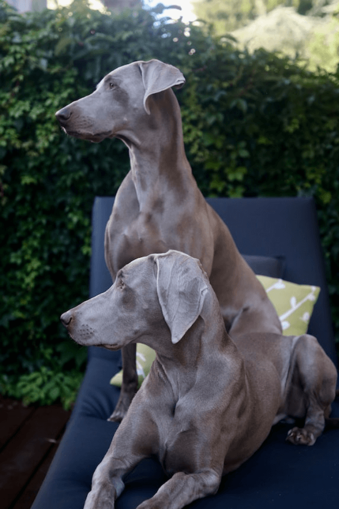 Top 100 Female Great Dane Names