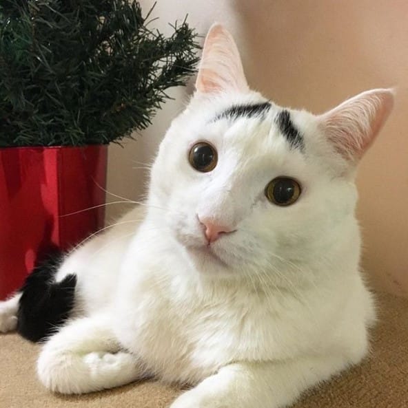 Fluffy Stars: 10 Most Unusual Cats On The Instagram - PetPress