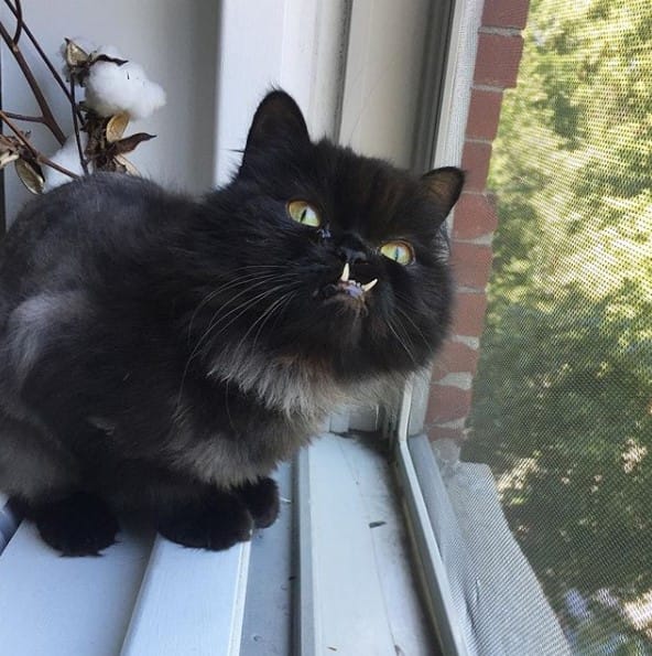 Fluffy Stars: 10 Most Unusual Cats On The Instagram - PetPress