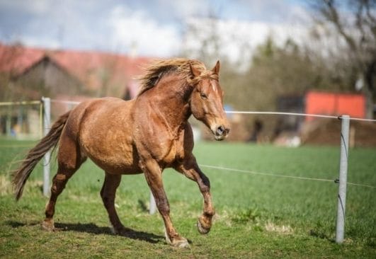 Top 150+ Fast Horse Names: Names for Fast and Speedy Horses