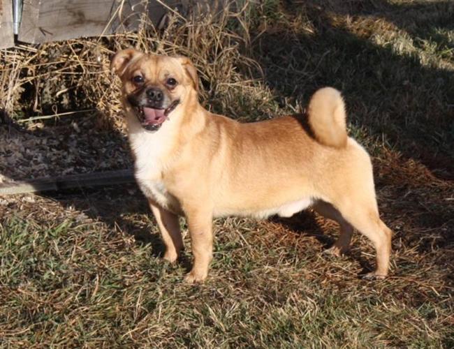 These 18 Adorable Pug Mixes Are Making Us Do A Double Take - Page 4 of ...