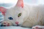 TOP 8 Most Legendary Cats In The History Of Mankind - PetPress