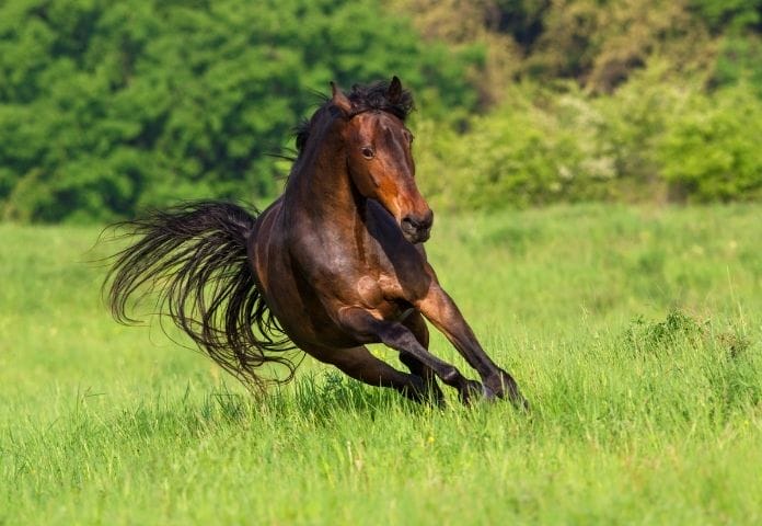 Top 150+ Fast Horse Names: Names for Fast and Speedy Horses Top 150+ Fast Horse Names: Names for Fast and Speedy Horses