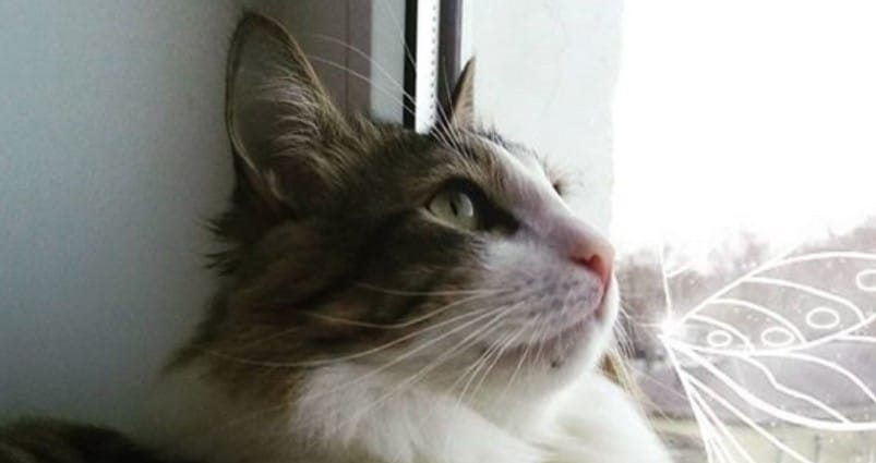 45+ Cool Male Cat Name Ideas - PetPress