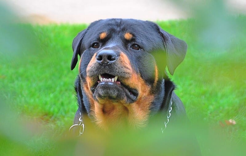 200 Male Rottweiler Names (Popular, Aggressive, & German Names!) - PetPress