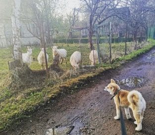 15 Things Only Akita Inu Owners Will Understand - PetPress