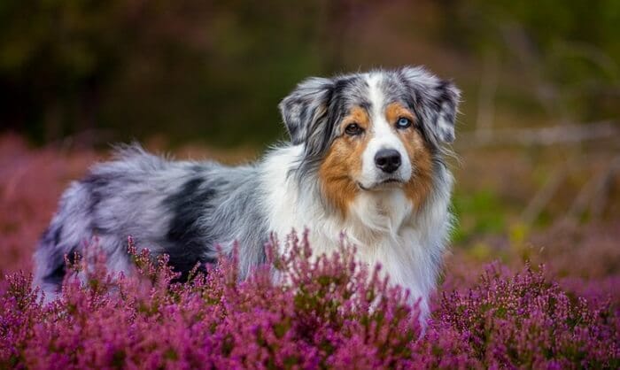 500+ Australian Shepherd Names for Your Aussie Pup! - PetPress