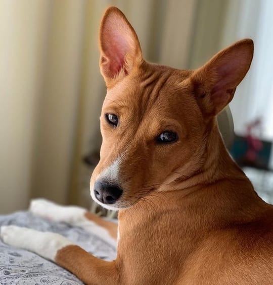 15 Things Only Basenji Owners Would Understand - PetPress