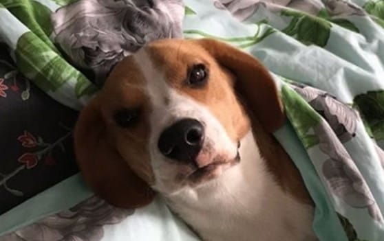 14 Funny Beagle Memes To Make Your Day - PetPress