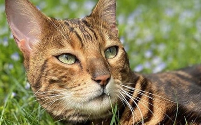 14 Funny Pictures of Bengal Cats Who Will Never Miss Their Chance to ...