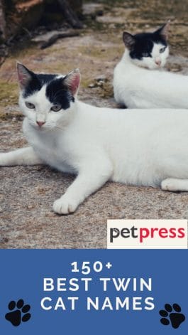 150+ Best Twin Cat Names - Cute And Adorable Twin Cat Name Ideas