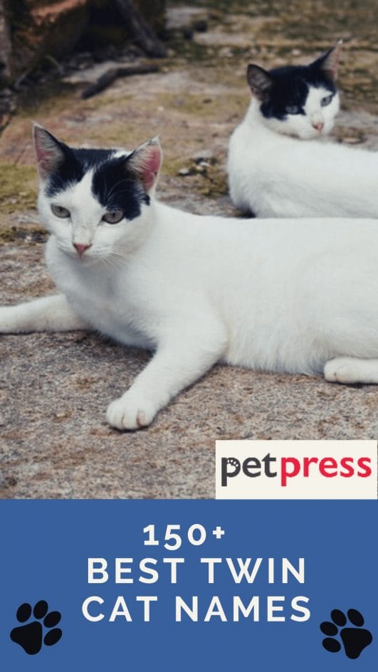 150+ Best Twin Cat Names - Cute And Adorable Twin Cat Name Ideas