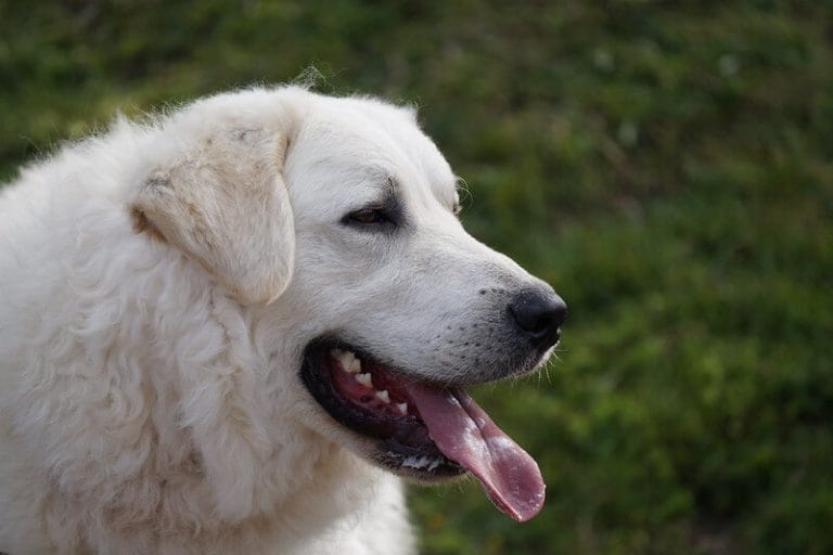 500 White Dog Names - Popular Male and Female Names - PetPress