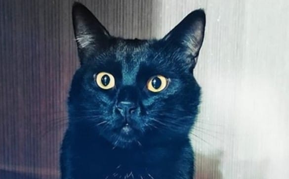 64 Terrifying Sinister Cat Names - PetPress