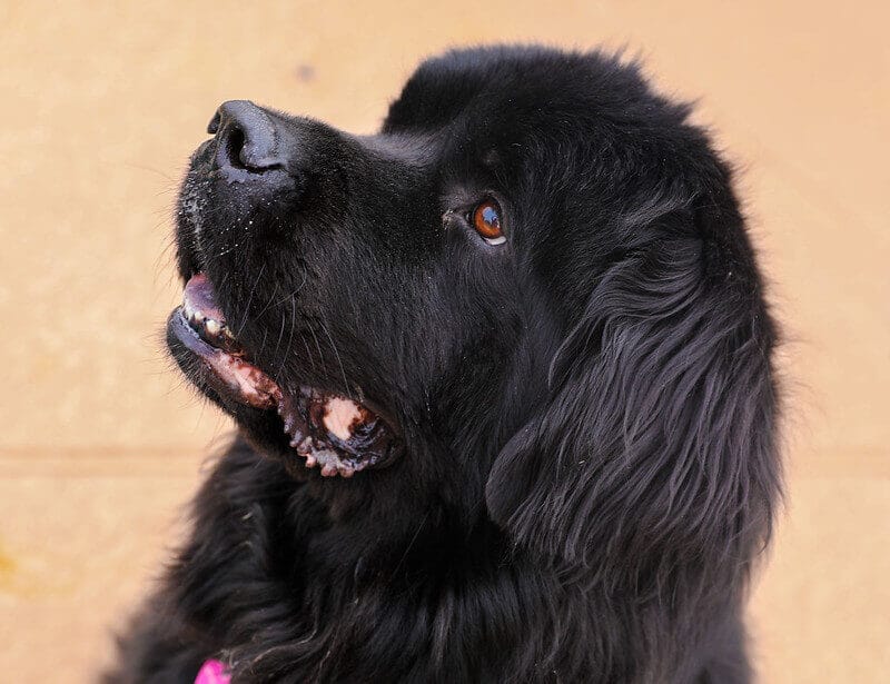 Top 200 Black Male Dog Names - PetPress