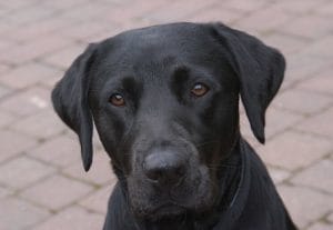 500 Black Lab Names - Popular Male and Female Names - PetPress